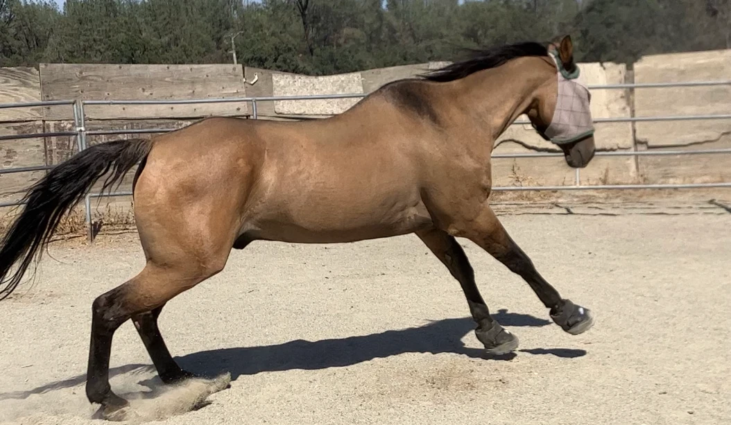 Ol' Buck - Horse Rescue Outreach, Inc.